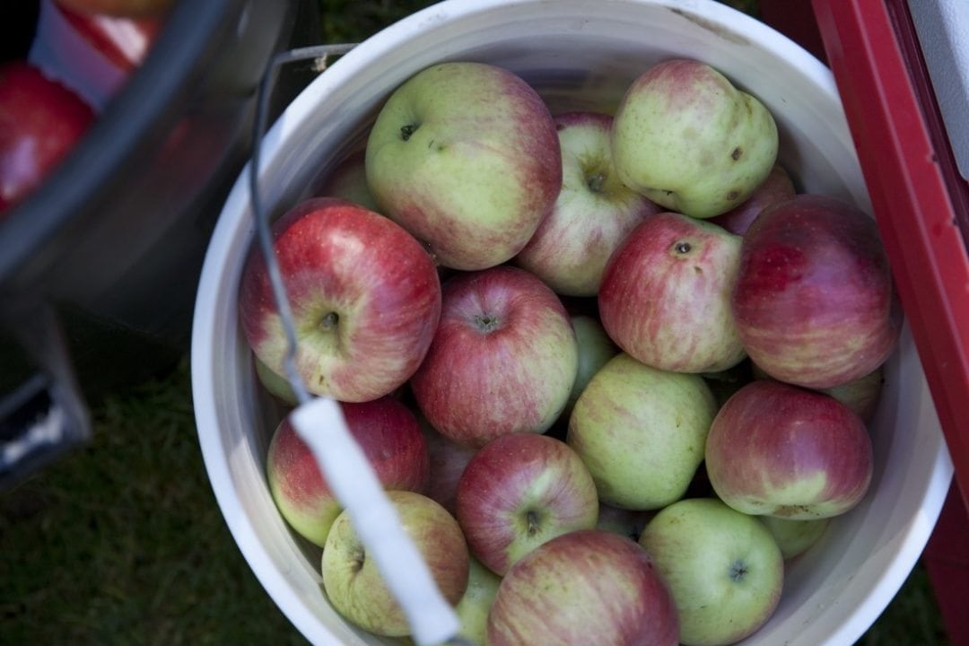 Apple Cider Press Party Tips & How-To: The Perfect Fall Party